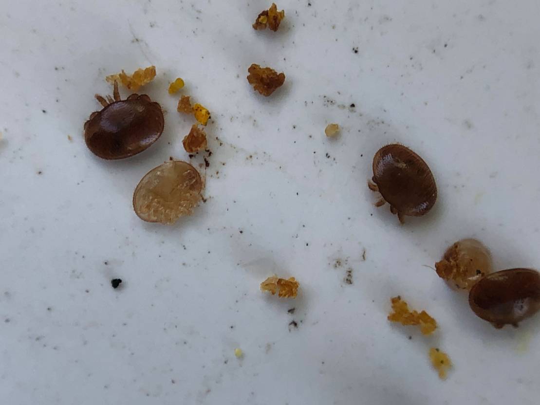 Varroamilben in Nahaufnahme | Gesamtansicht | Galerie | 01 DATA (Neu ...