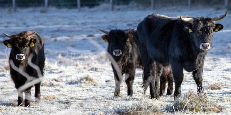 Heckrinder im Schnee (Panorama)